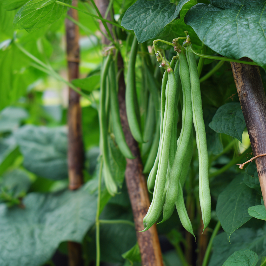 Green Bean Provider Bush Bean – RDR Seeds